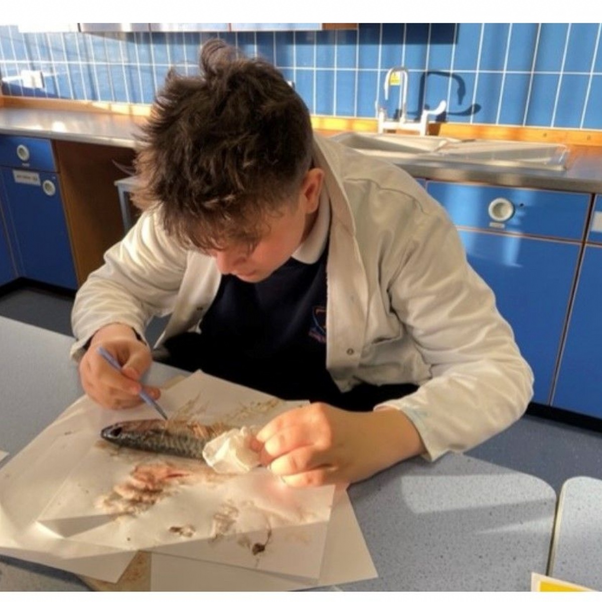 Trinity Academy New Bridge - Dissecting Mackerel