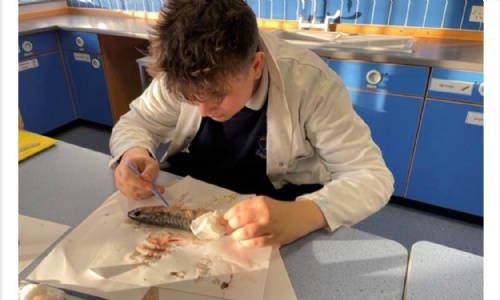 Trinity Academy New Bridge - Dissecting Mackerel